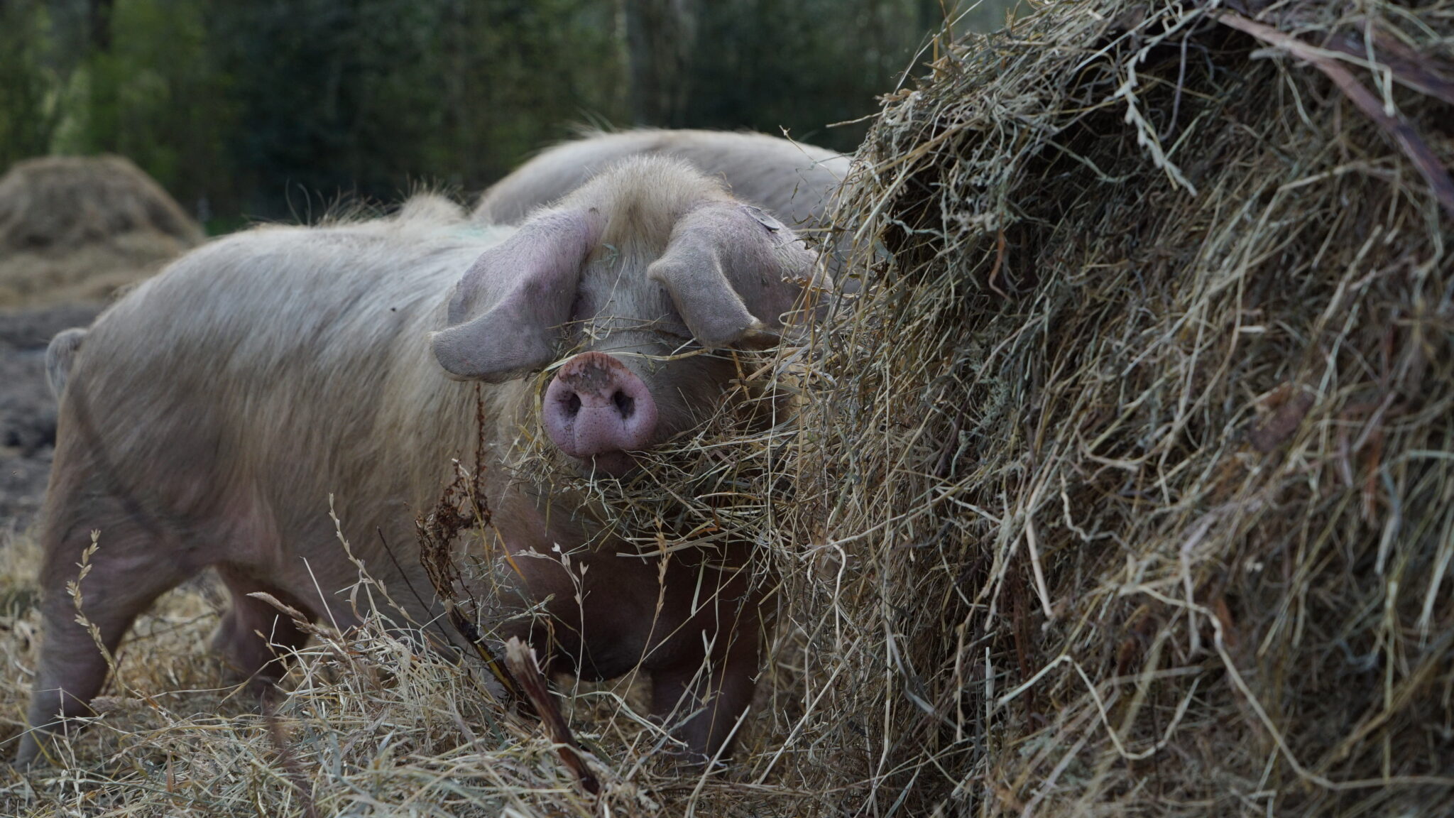 Le Porc plein air de l'Ouest de la France