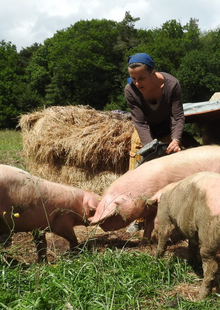 Le Porc plein air de l'Ouest de la France
